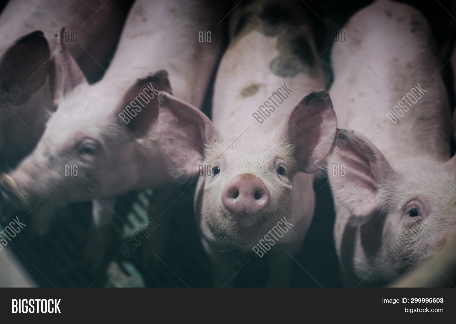 Curious Piglet's Snout Image & Photo (Free Trial) | Bigstock