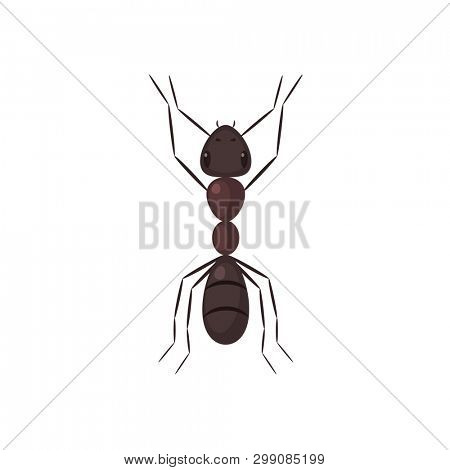 Brown Ant Top View. Image & Photo (Free Trial) | Bigstock
