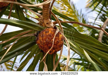 Orange Palm Tree Fruit Image & Photo (Free Trial) | Bigstock