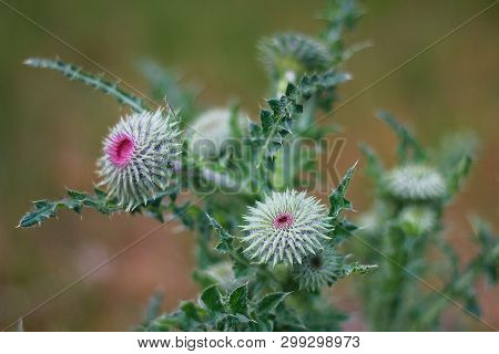Field Prickly Plant Image & Photo (Free Trial) | Bigstock