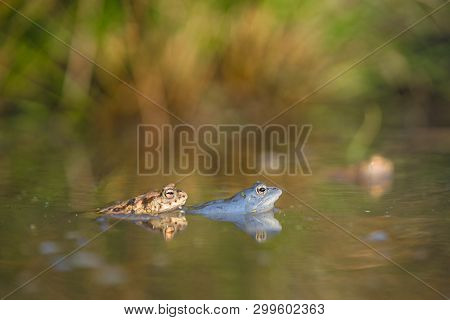 Common Toad Bufo Bufo Image & Photo (Free Trial) | Bigstock