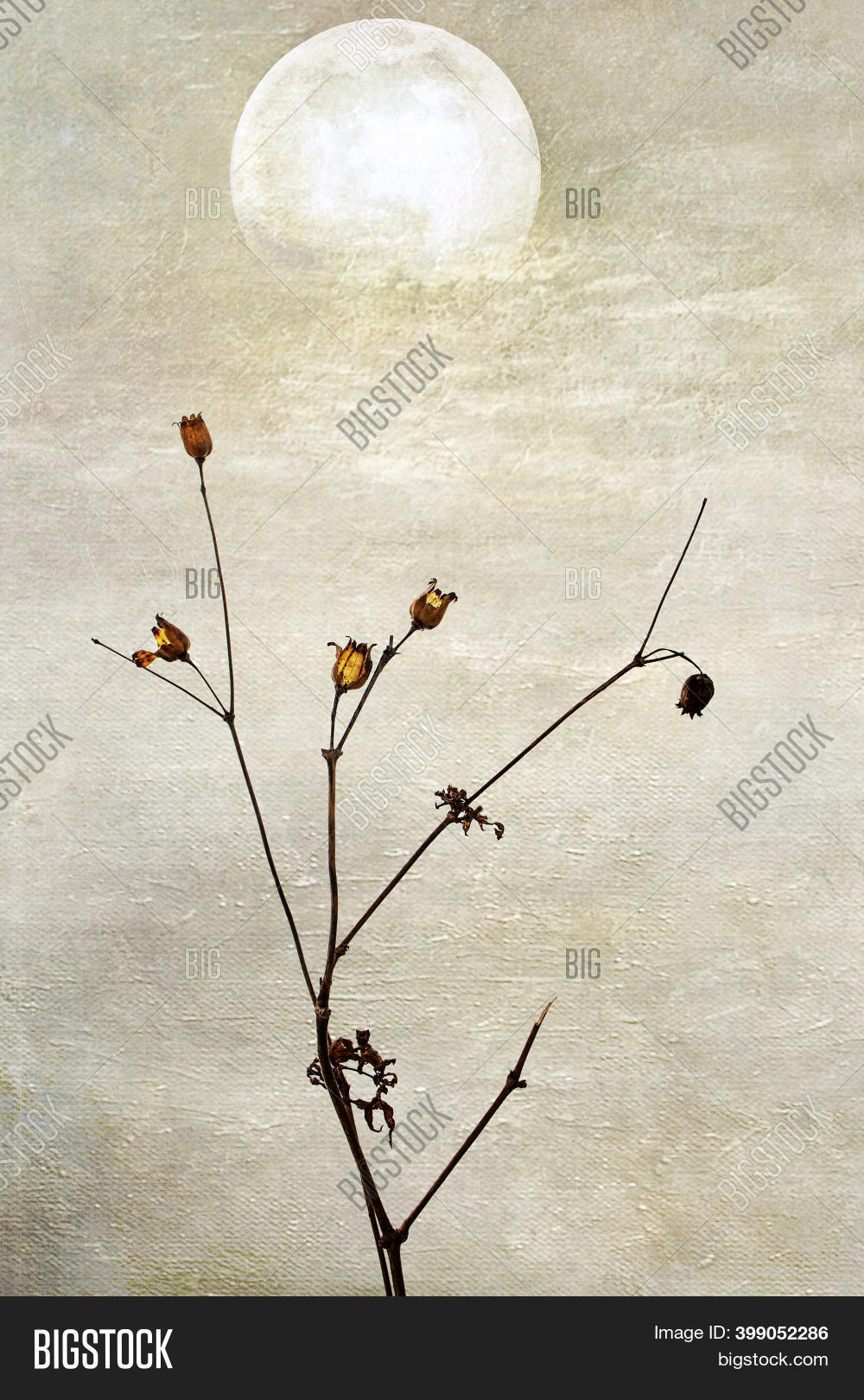 Beautiful Withered Image & Photo (Free Trial) | Bigstock