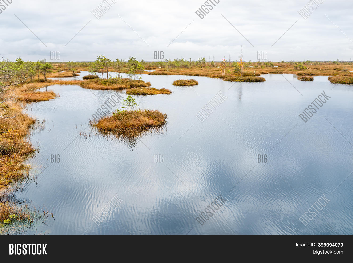 Small Wild Swamp Lake Image & Photo (Free Trial) | Bigstock