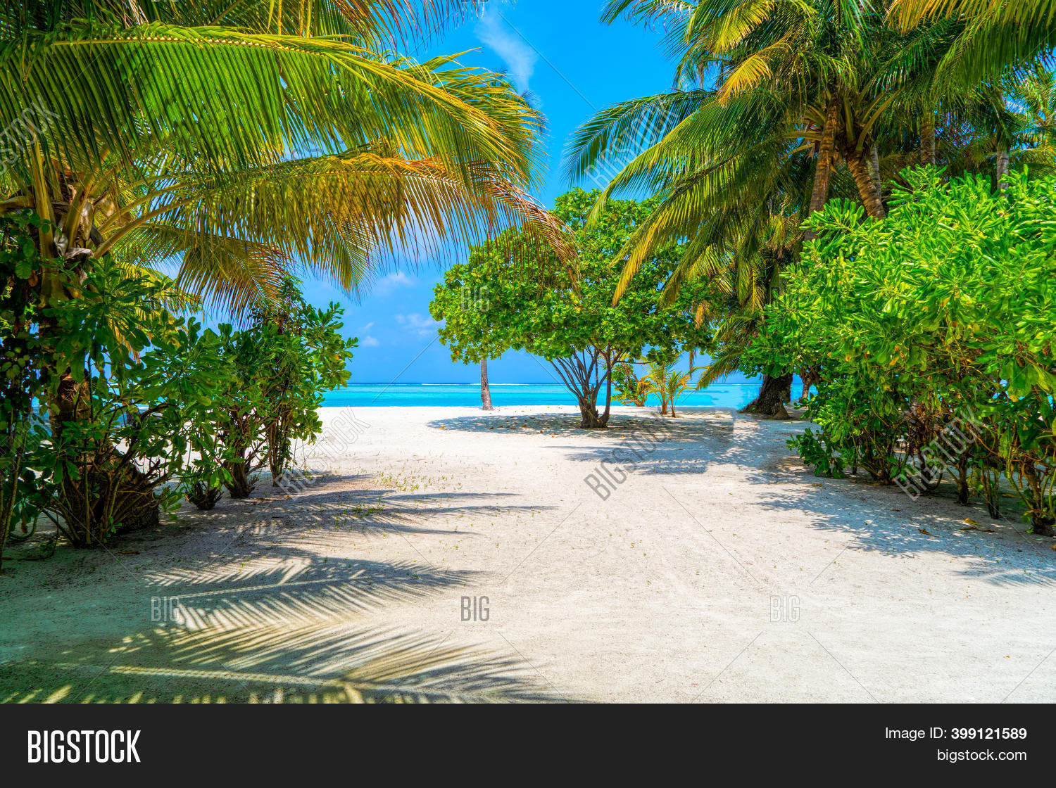 Small Forest Maldives Image & Photo (Free Trial) | Bigstock