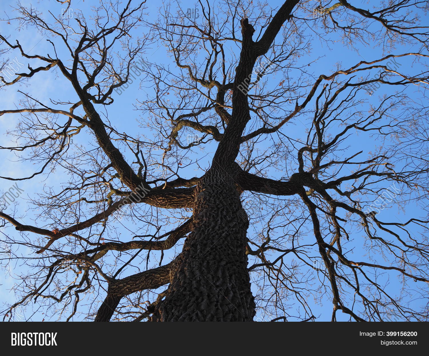 Big Tree Without Leaves