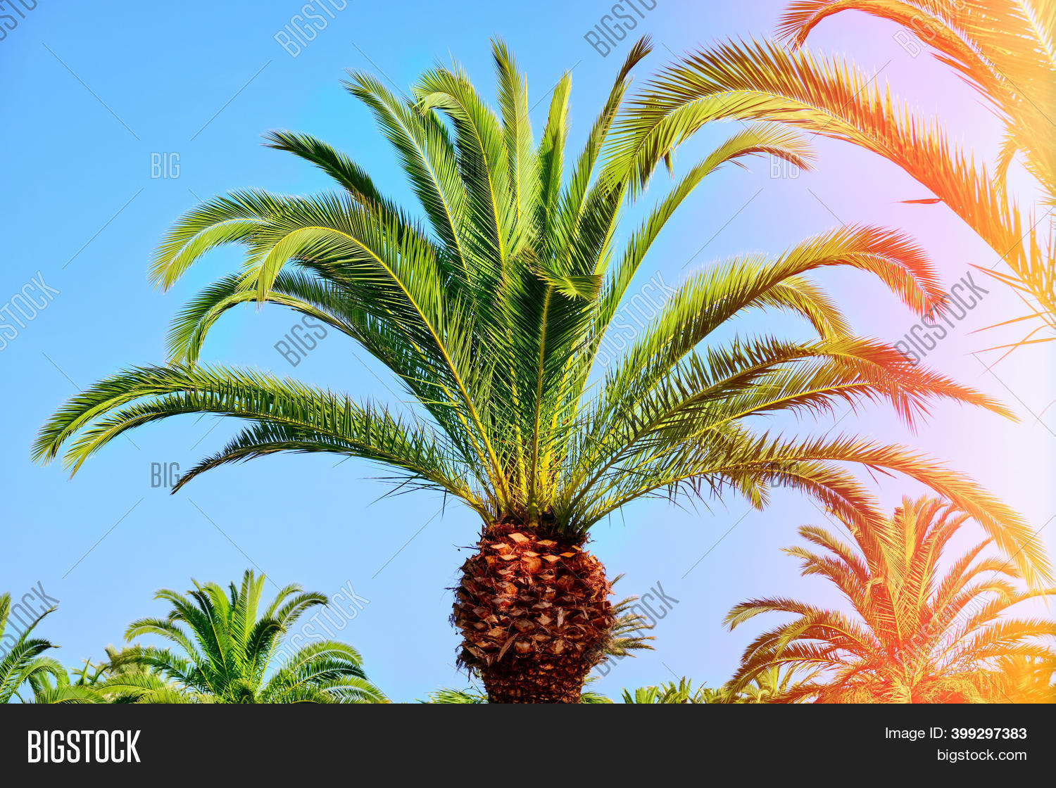 Beautiful Palm Tree Image & Photo (Free Trial) | Bigstock