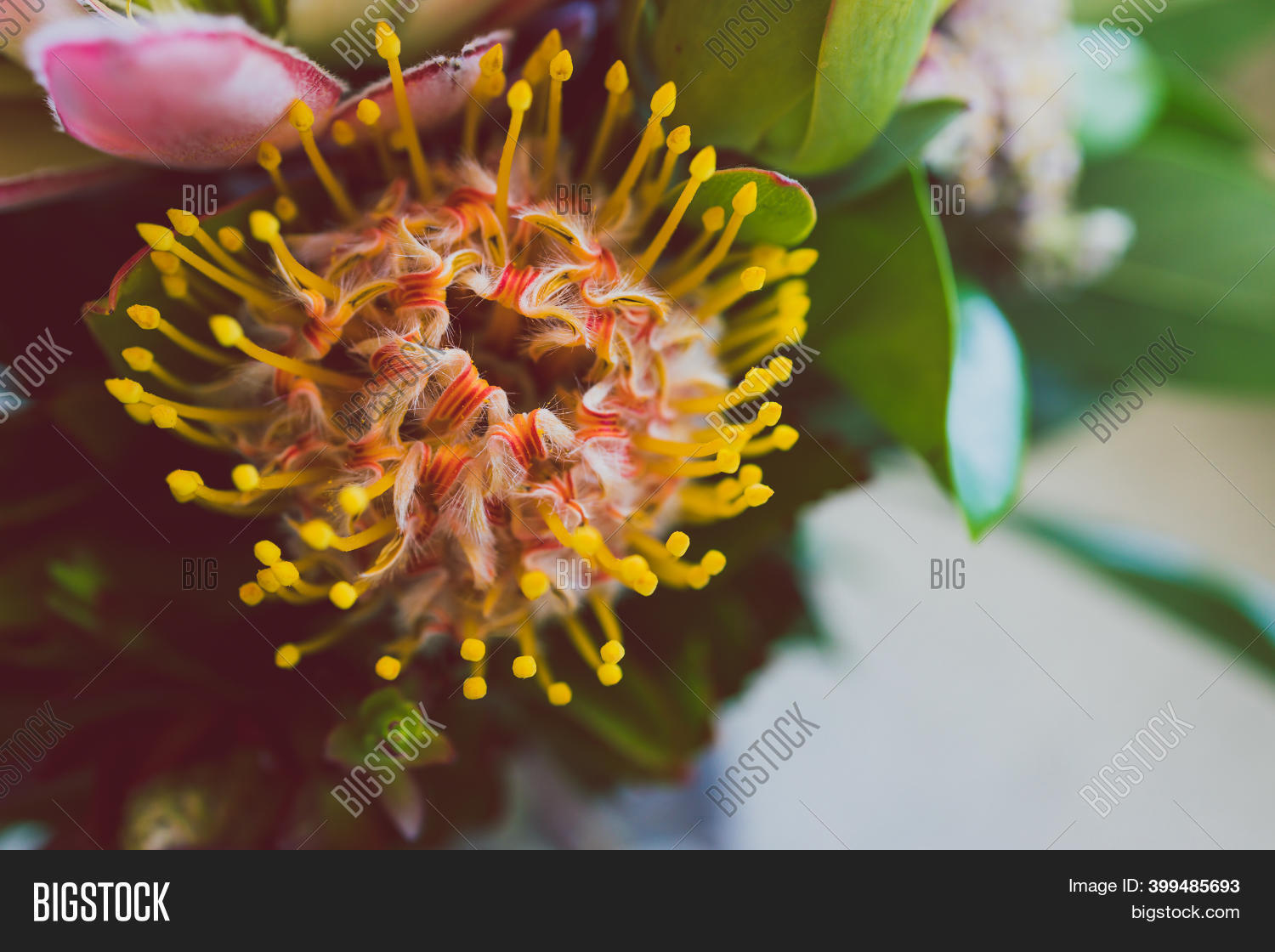 Bunch Native Image & Photo (Free Trial) | Bigstock