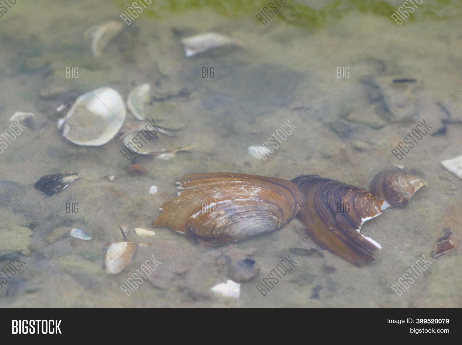 Nacreous Shells Image & Photo (Free Trial) | Bigstock