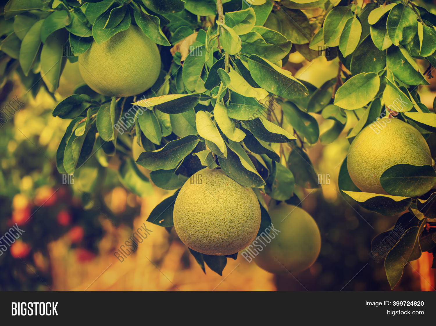 Ripe Pomelo Fruits Image & Photo (Free Trial) | Bigstock