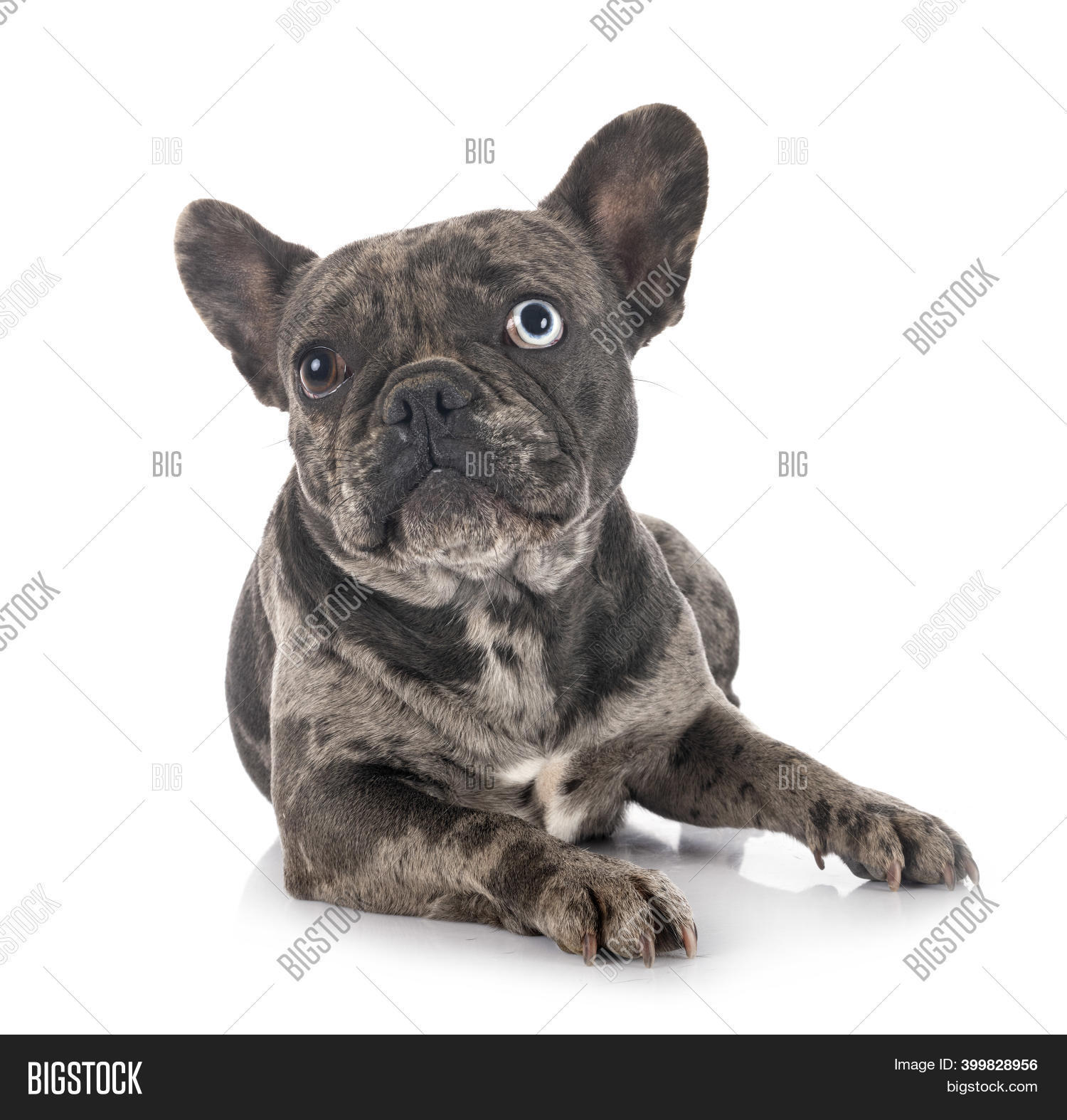 French Bulldog Front Image & Photo (Free Trial) | Bigstock