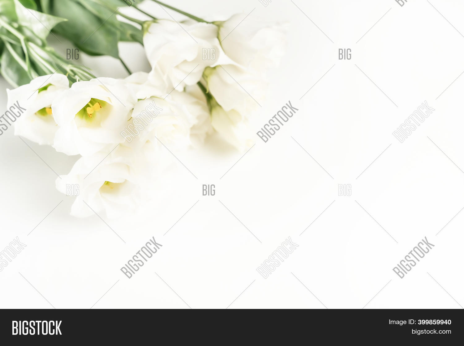 Vintage White Flowers Image & Photo (Free Trial) | Bigstock