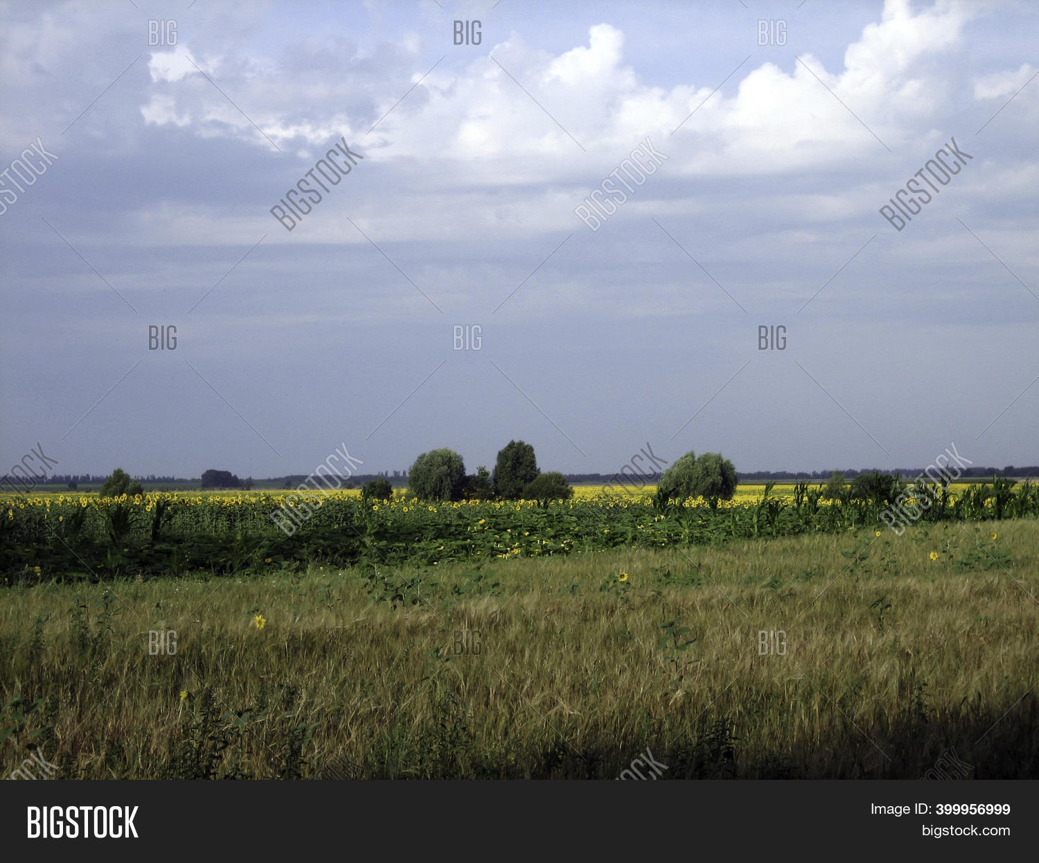 Clear Field Image & Photo (Free Trial) | Bigstock