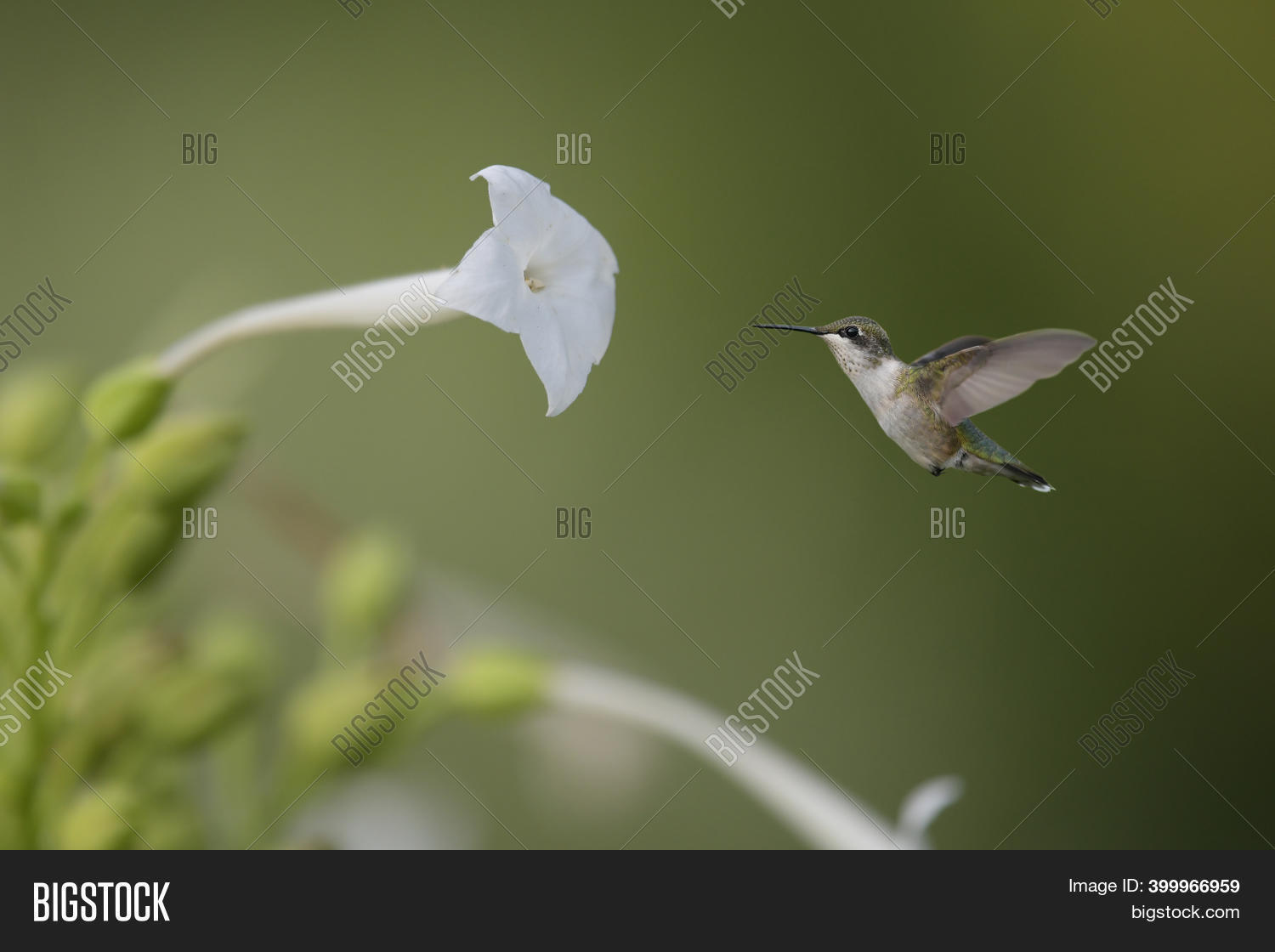 Flying Hummingbird Image & Photo (Free Trial) | Bigstock