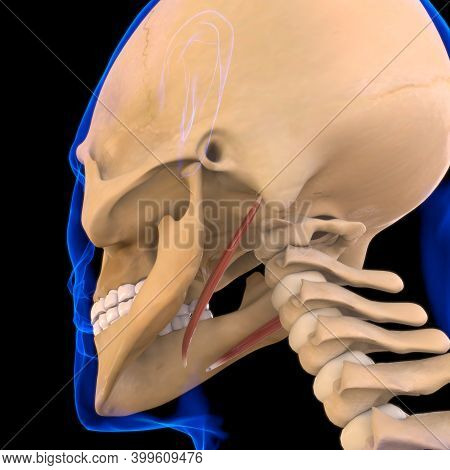 Stylohyoid Muscle Image & Photo (Free Trial) | Bigstock