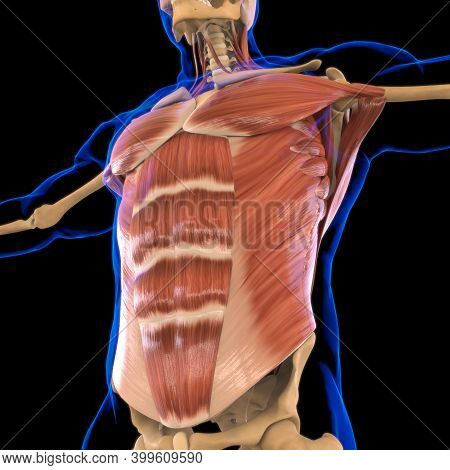 Torso Muscle Anatomy Image & Photo (Free Trial) | Bigstock