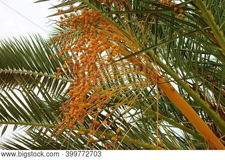 Bunch Date Palm Fruits Image & Photo (Free Trial) | Bigstock