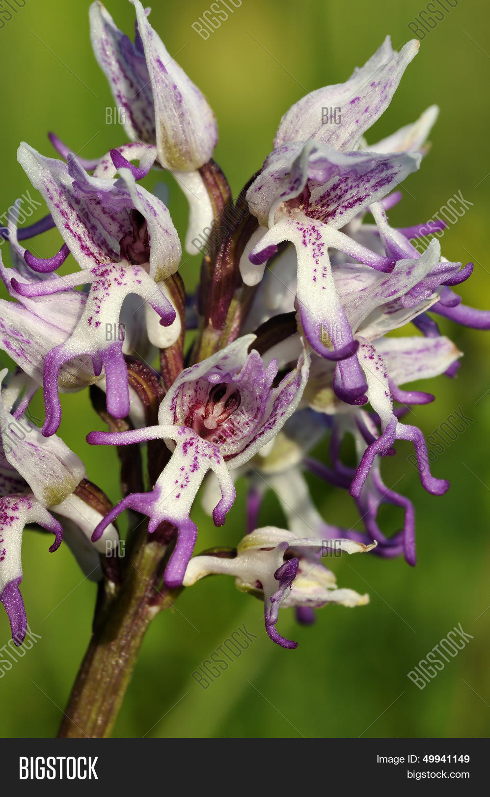 Monkey Orchid Image & Photo (Free Trial) | Bigstock