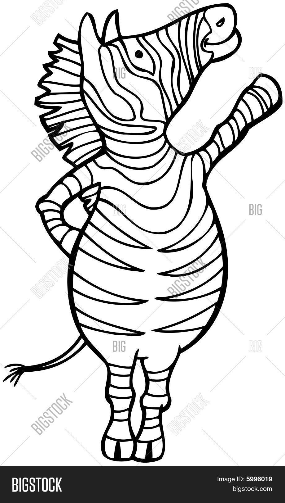 Zebra Line Art Vector & Photo (Free Trial) | Bigstock