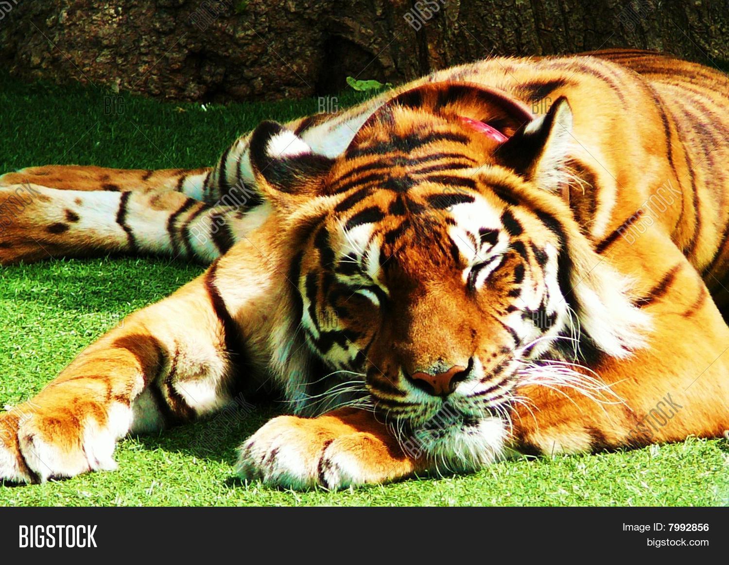Tiger Sleeping Image & Photo (Free Trial) | Bigstock