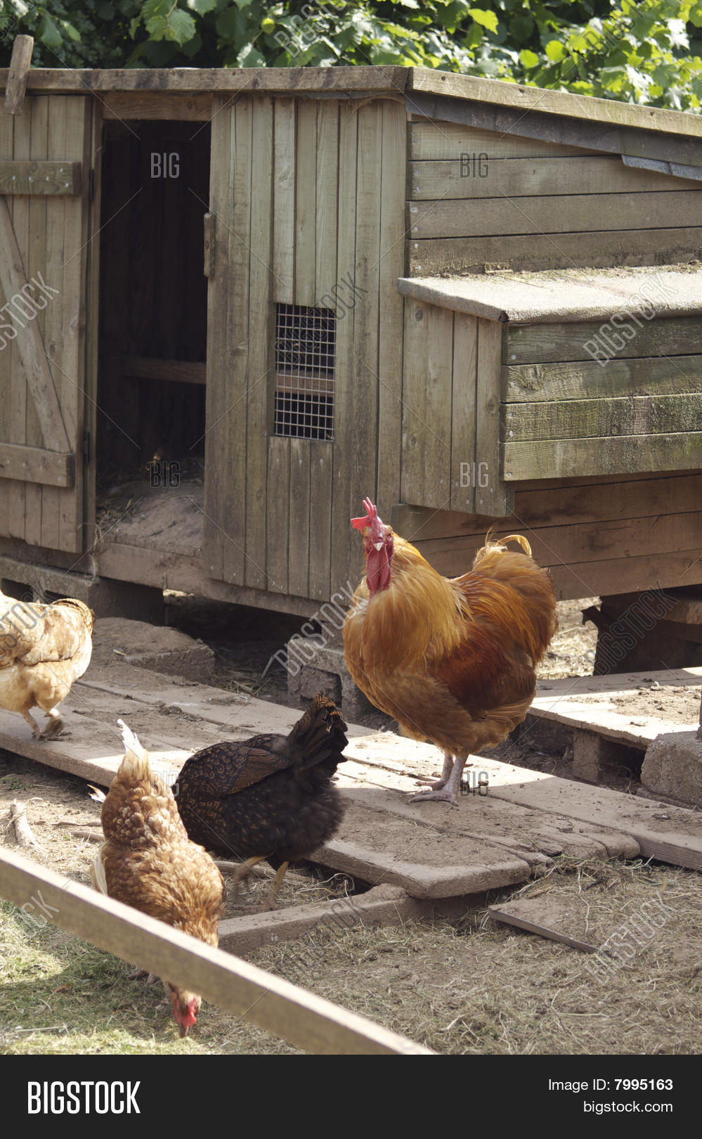 Chick Coop Image & Photo (Free Trial) | Bigstock