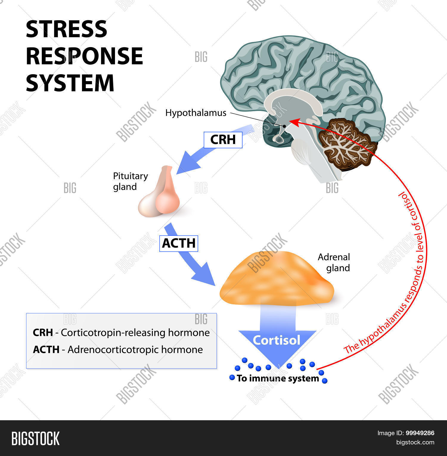 Stress Response Vector & Photo (Free Trial) | Bigstock