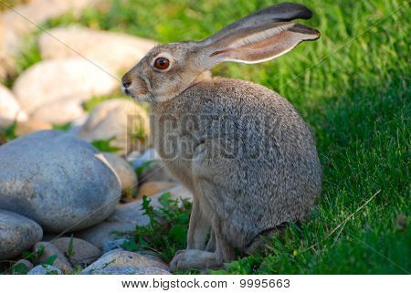 Jackrabbit Image & Photo (Free Trial) | Bigstock