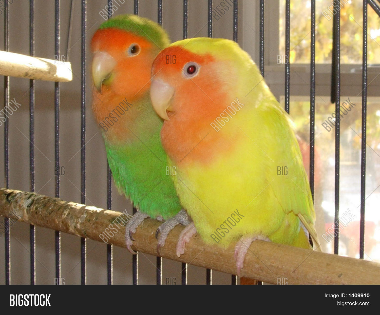 Green Yellow Love Birds 051209A Stock Photo & Stock Images | Bigstock