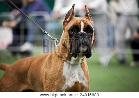 Boxer Dog Cut Ears Image & Photo | Bigstock