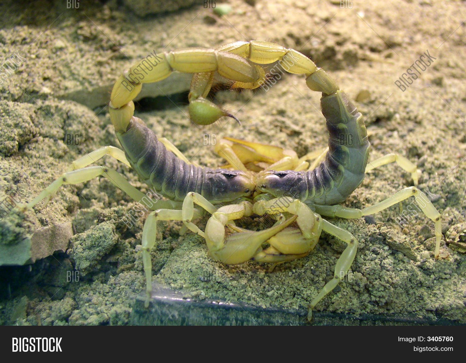 Desert Hairy Scorpions (Hadrurus Image & Photo | Bigstock