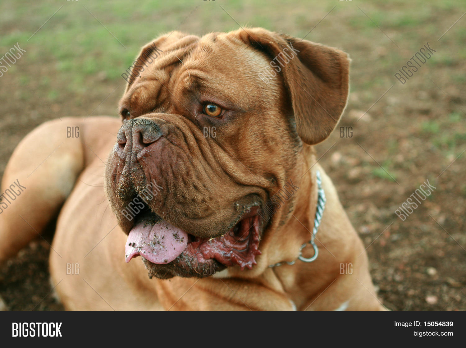 Dog de Bordo Stock Photo & Stock Images | Bigstock
