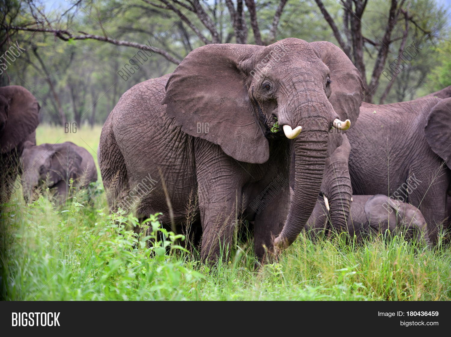 Herd Elephants , Serengeti Natural Image & Photo | Bigstock