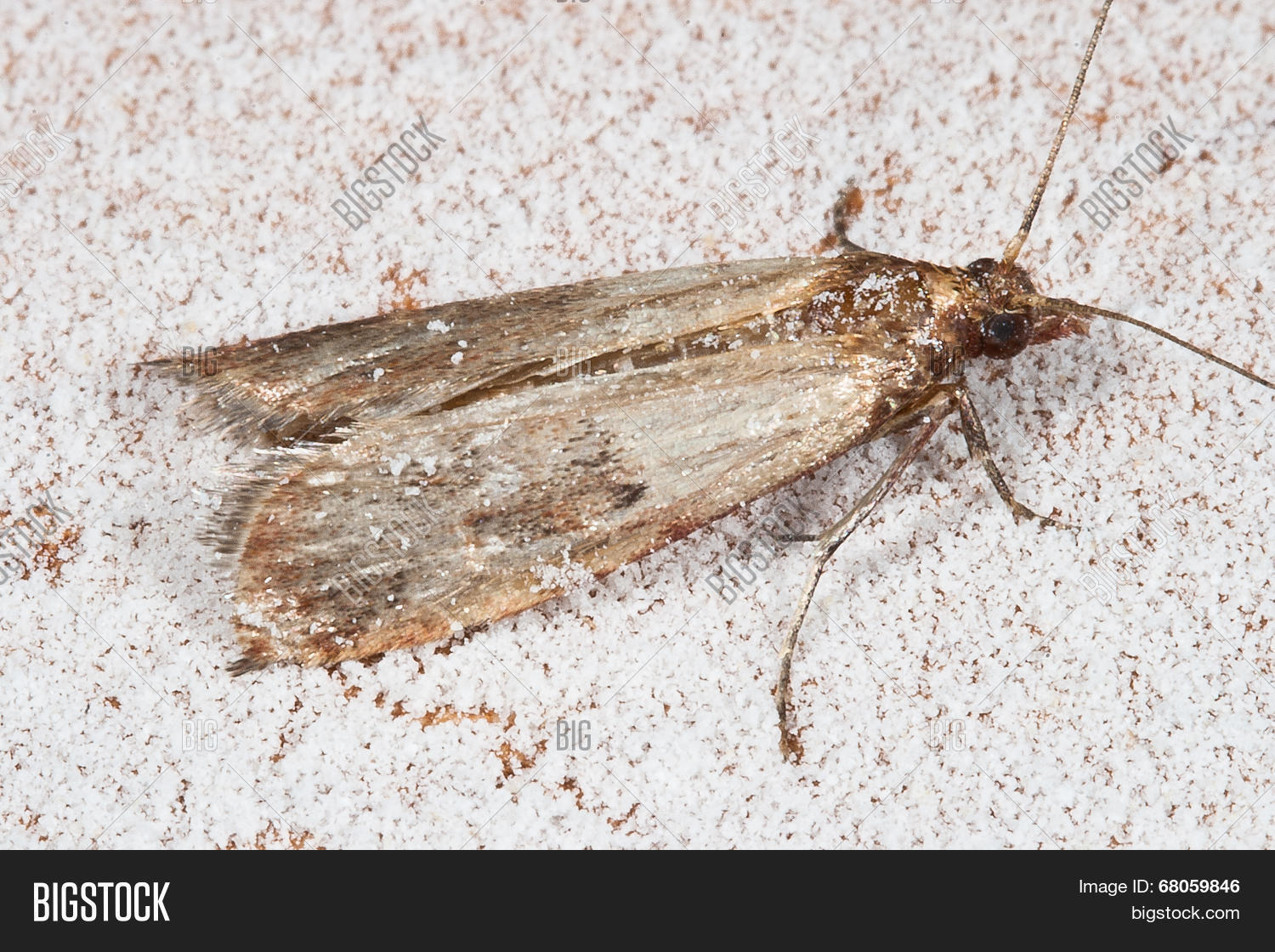 Flour Moth, Pantry Moth (ephestia Kuehniella) Stock Photo & Stock ...