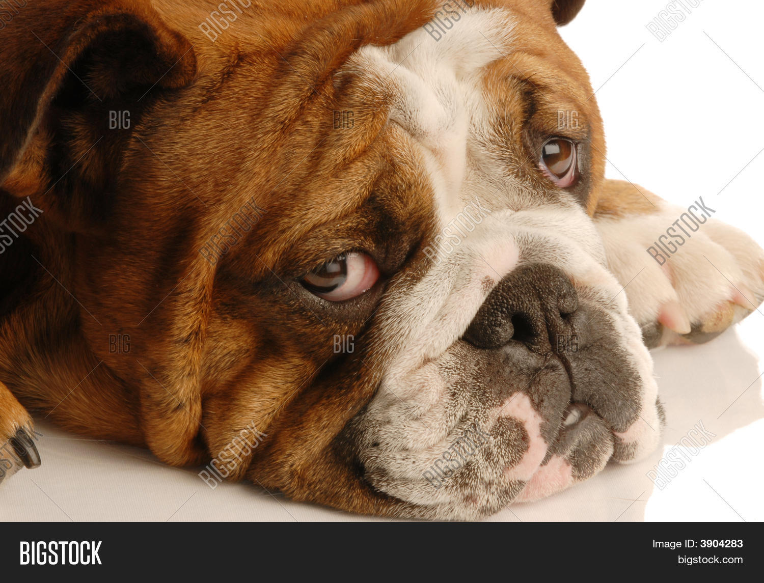 Bulldog Face Image & Photo | Bigstock