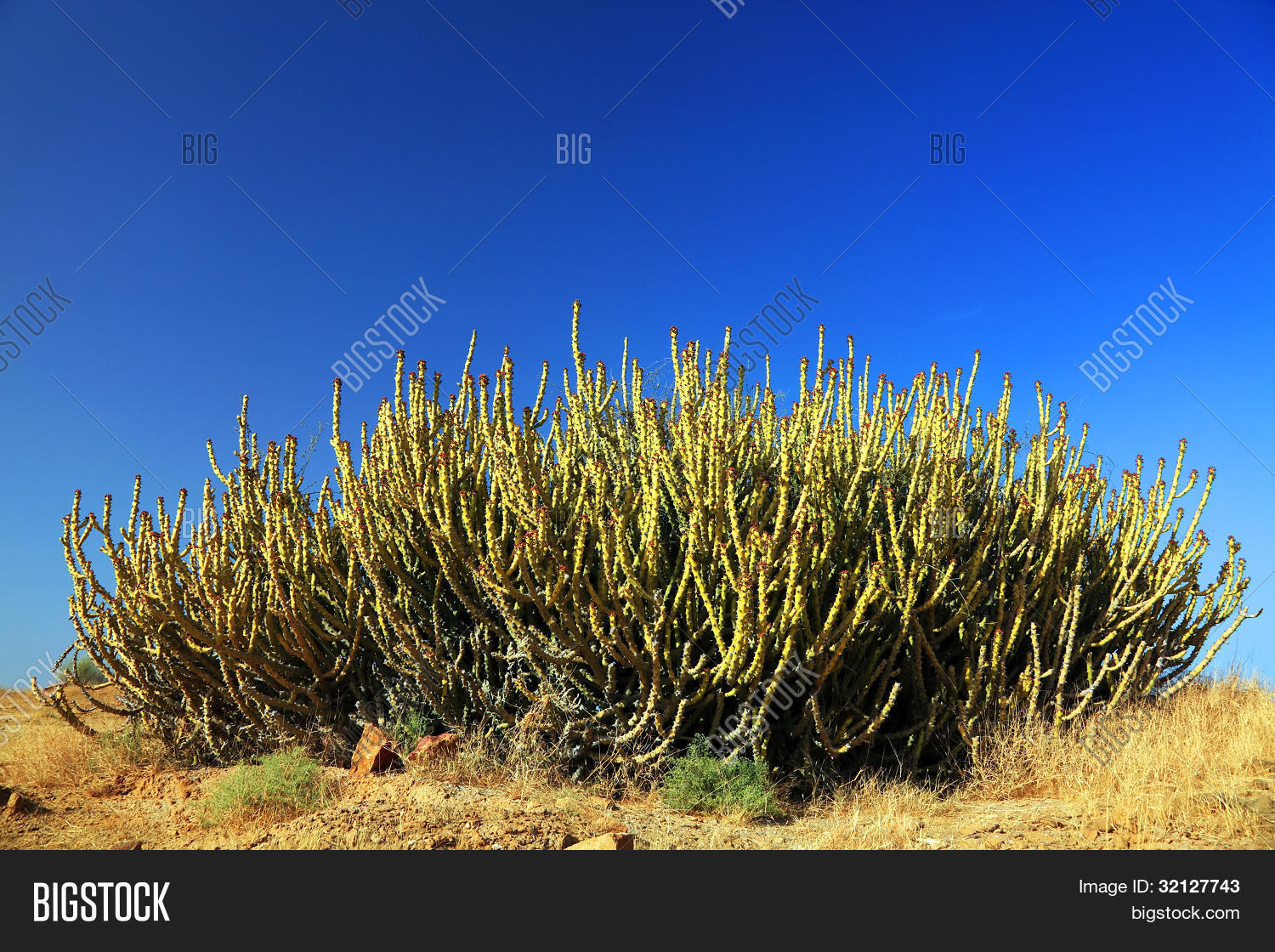 Cactus in Thar Desert, India, Asia Stock Photo & Stock Images | Bigstock