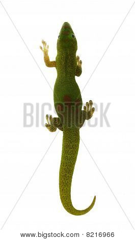 Madagascar Day Lizard - Top View Image & Photo | Bigstock