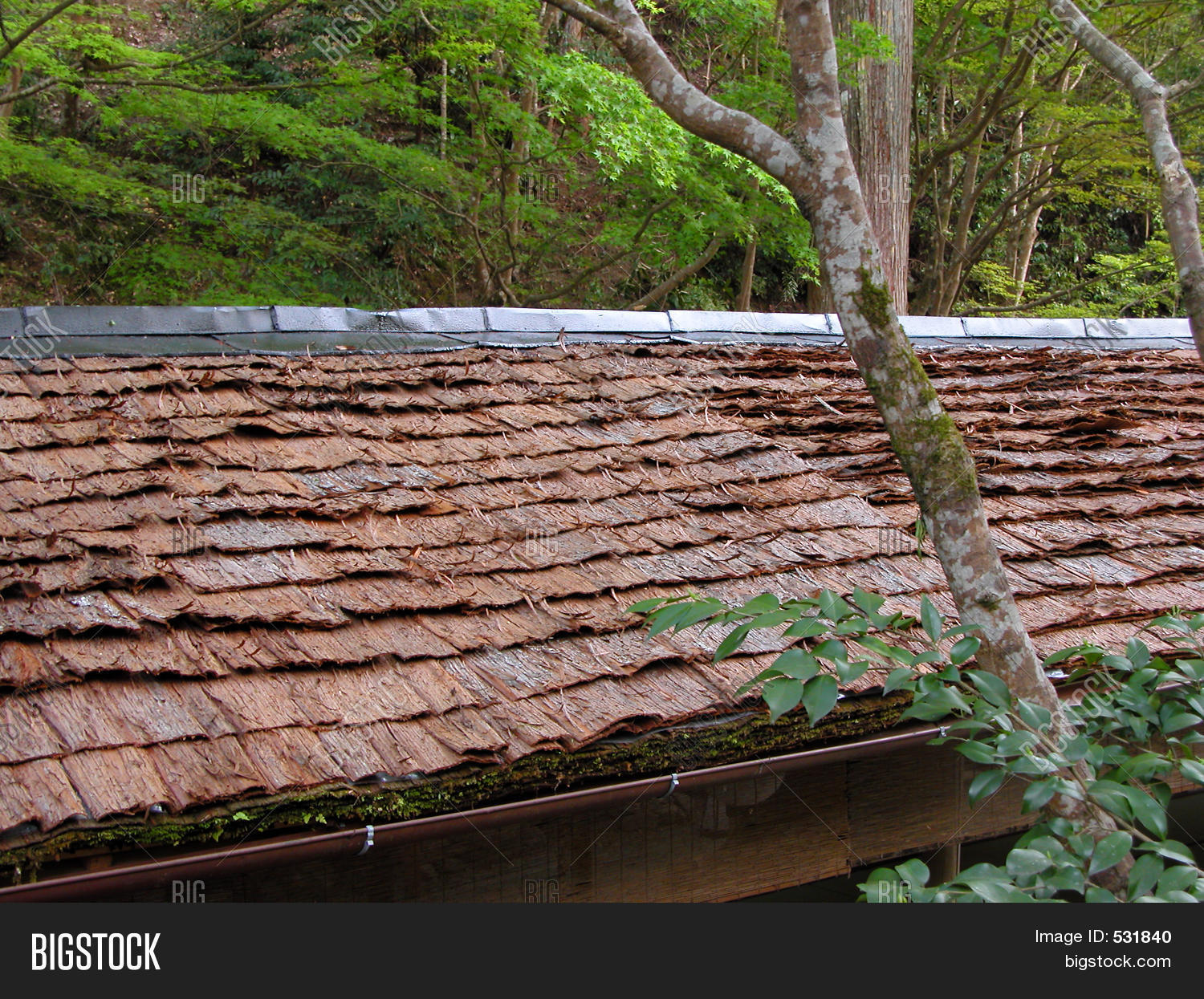 Bark Roof Image & Photo | Bigstock