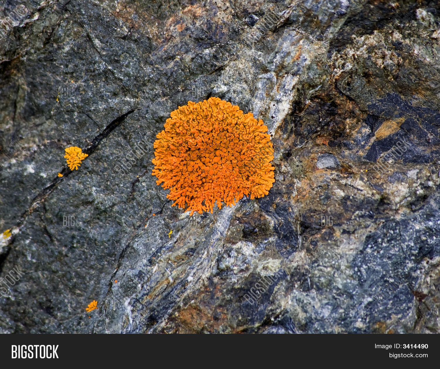 Bright Orange Lichen On Rocks Seward Highway Anchorage Alaska Stock ...