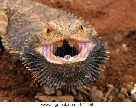 Angry Bearded Dragon Stock Photo & Stock Images | Bigstock