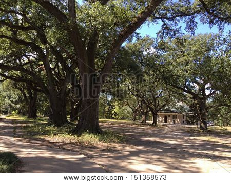 New Orleans City Park Live Oak Trees Stock Photo & Stock Images | Bigstock