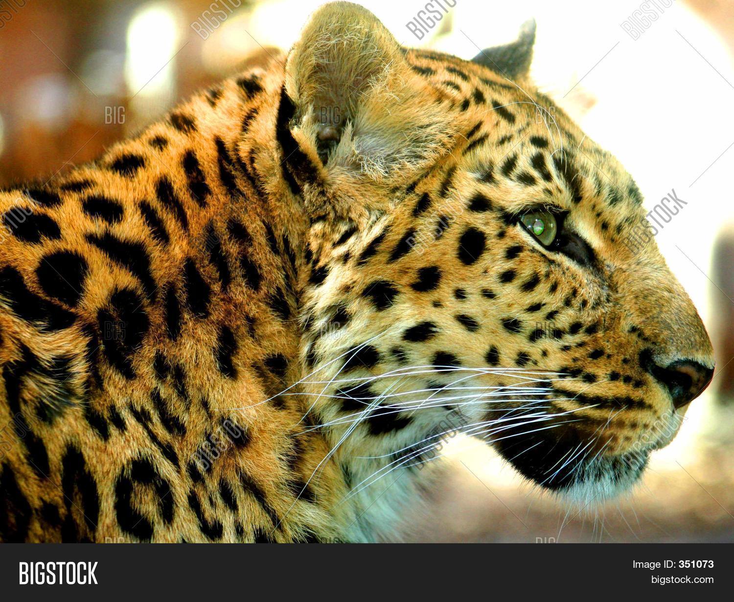 Leopard Profile