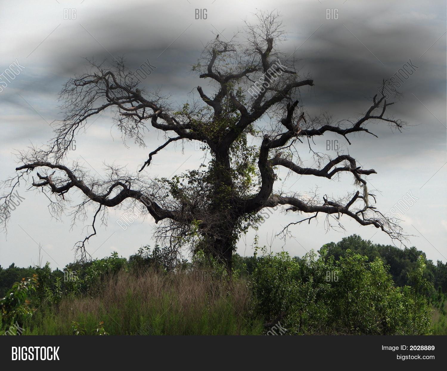Dead Tree Dark Clouds Image & Photo | Bigstock