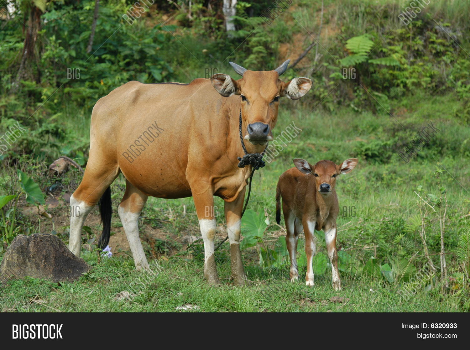 Bali Cow Image & Photo | Bigstock