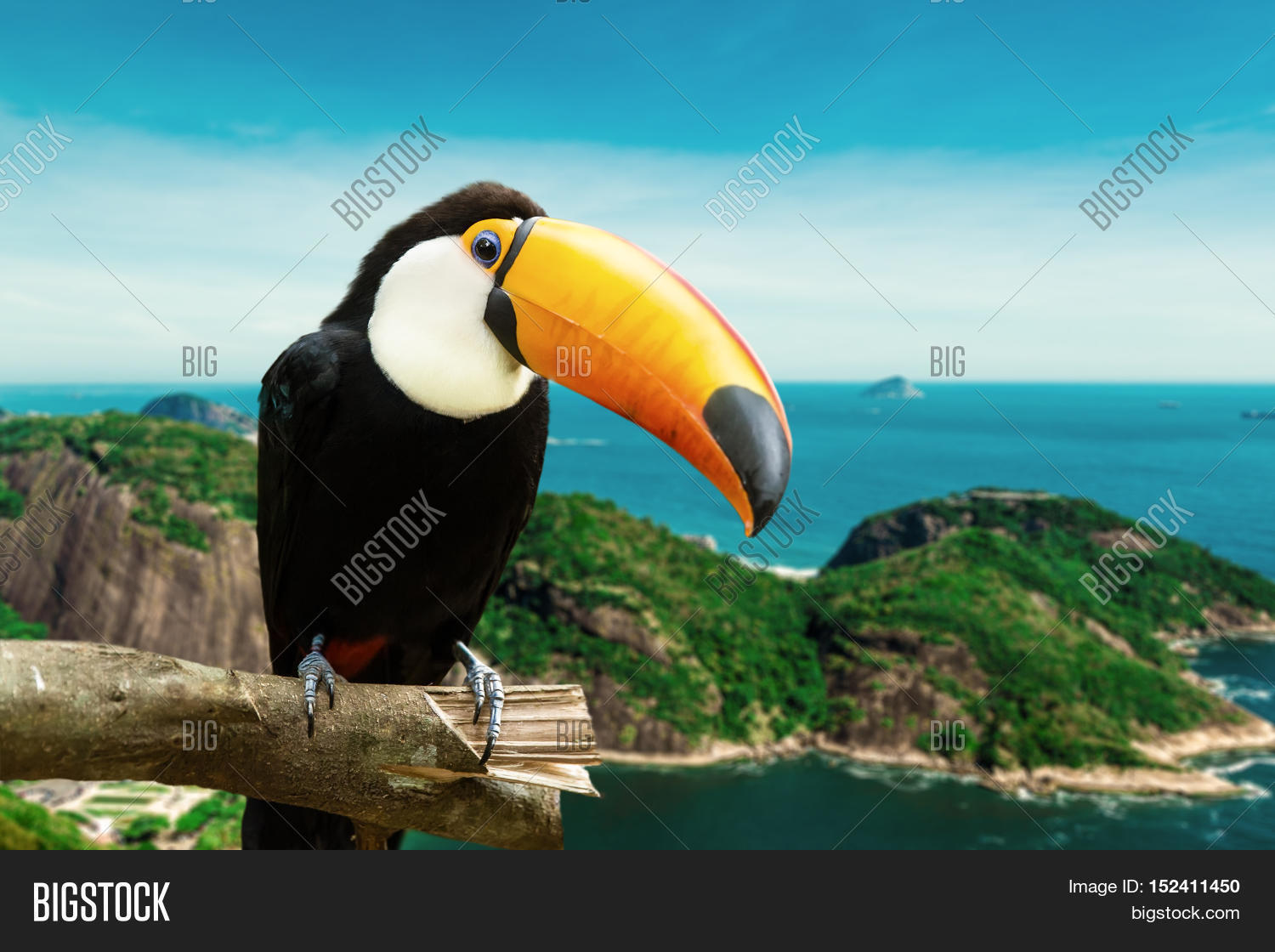 Toucan Bird On Nature Rio De Image & Photo | Bigstock