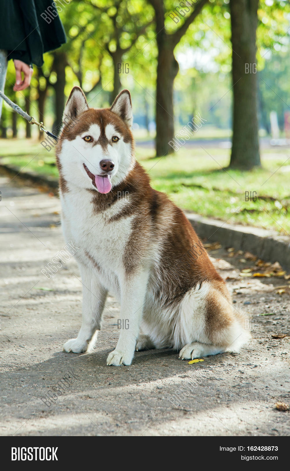 smile dog,slog五秒动态图,slog原图(第2页)_大山谷图库