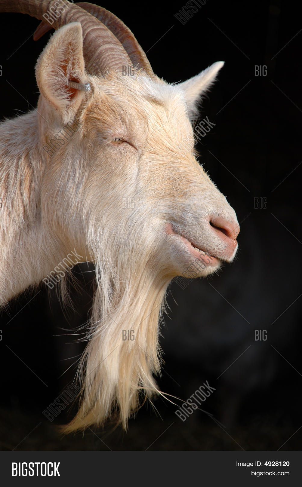 Goat Beard Stock Photo & Stock Images | Bigstock