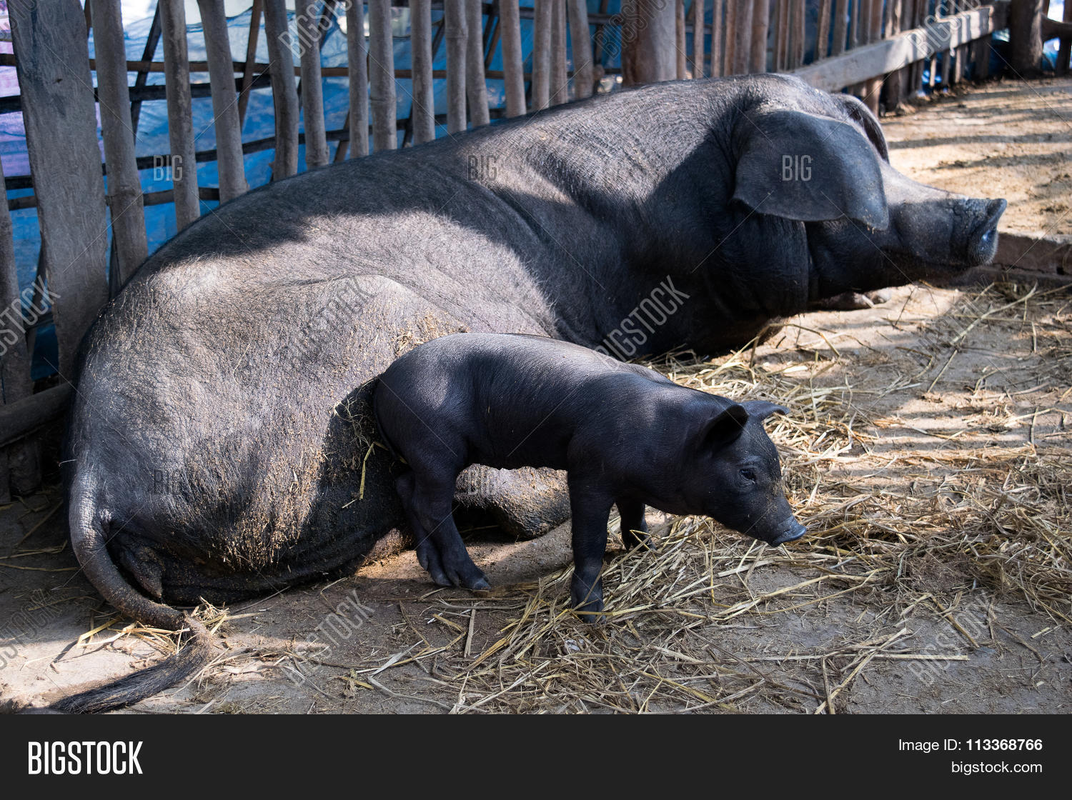 Cute Baby Black Pig And Mom Pig Sleeping In Pigpen. Stock Photo & Stock ...