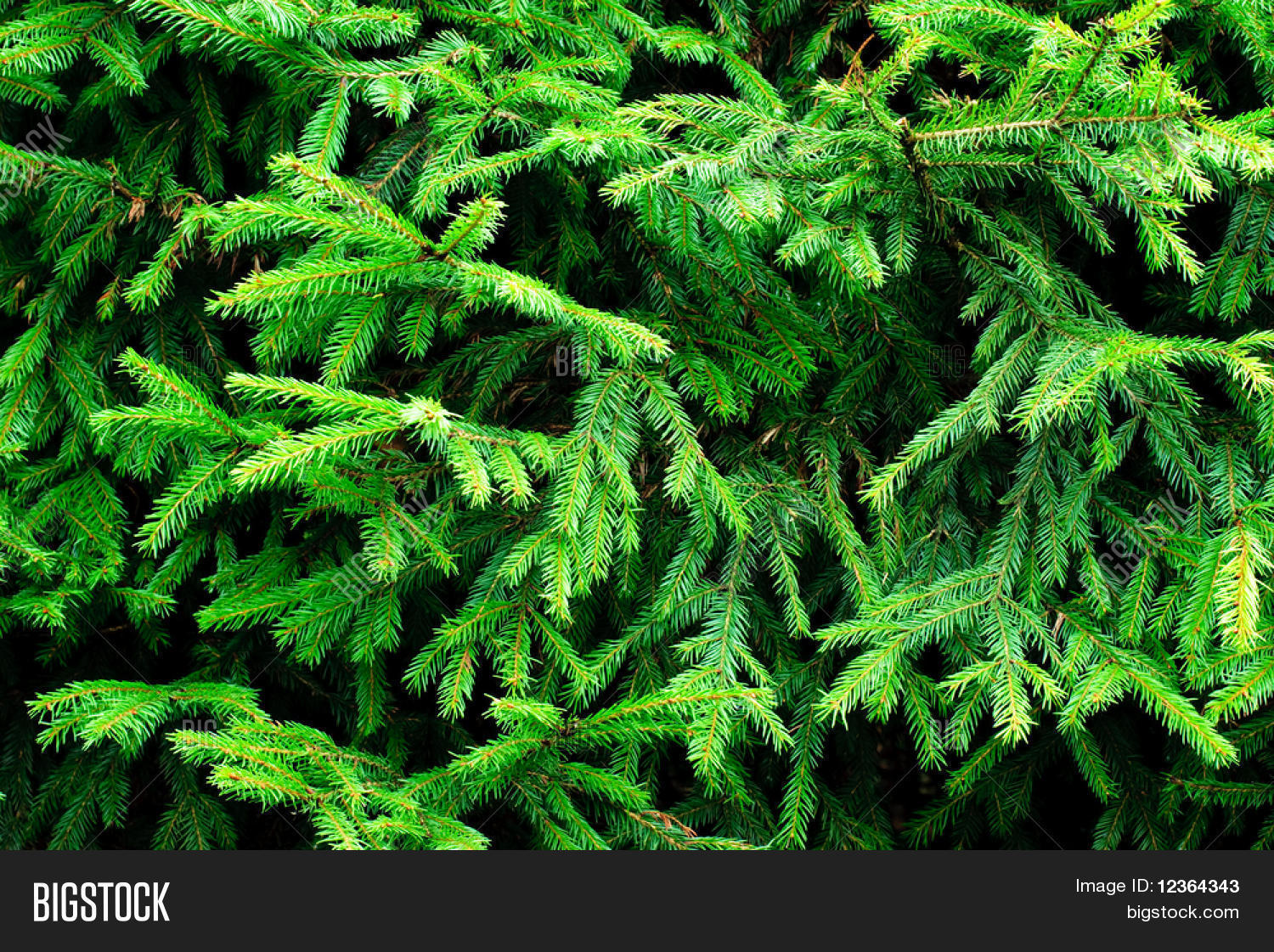 Green Prickly Fir Tree Branches Image & Photo | Bigstock