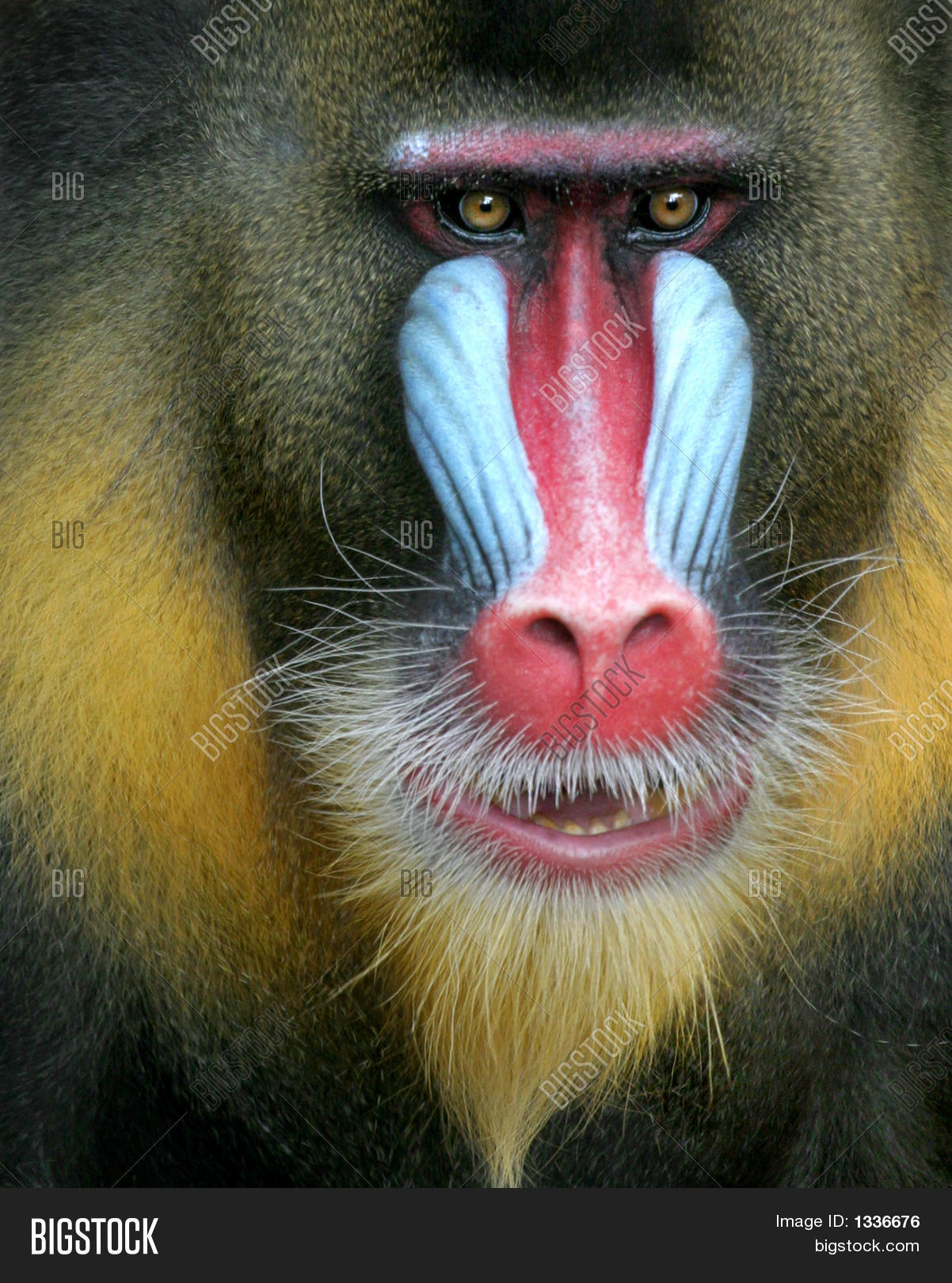 Mandrill Monkey Image & Photo | Bigstock