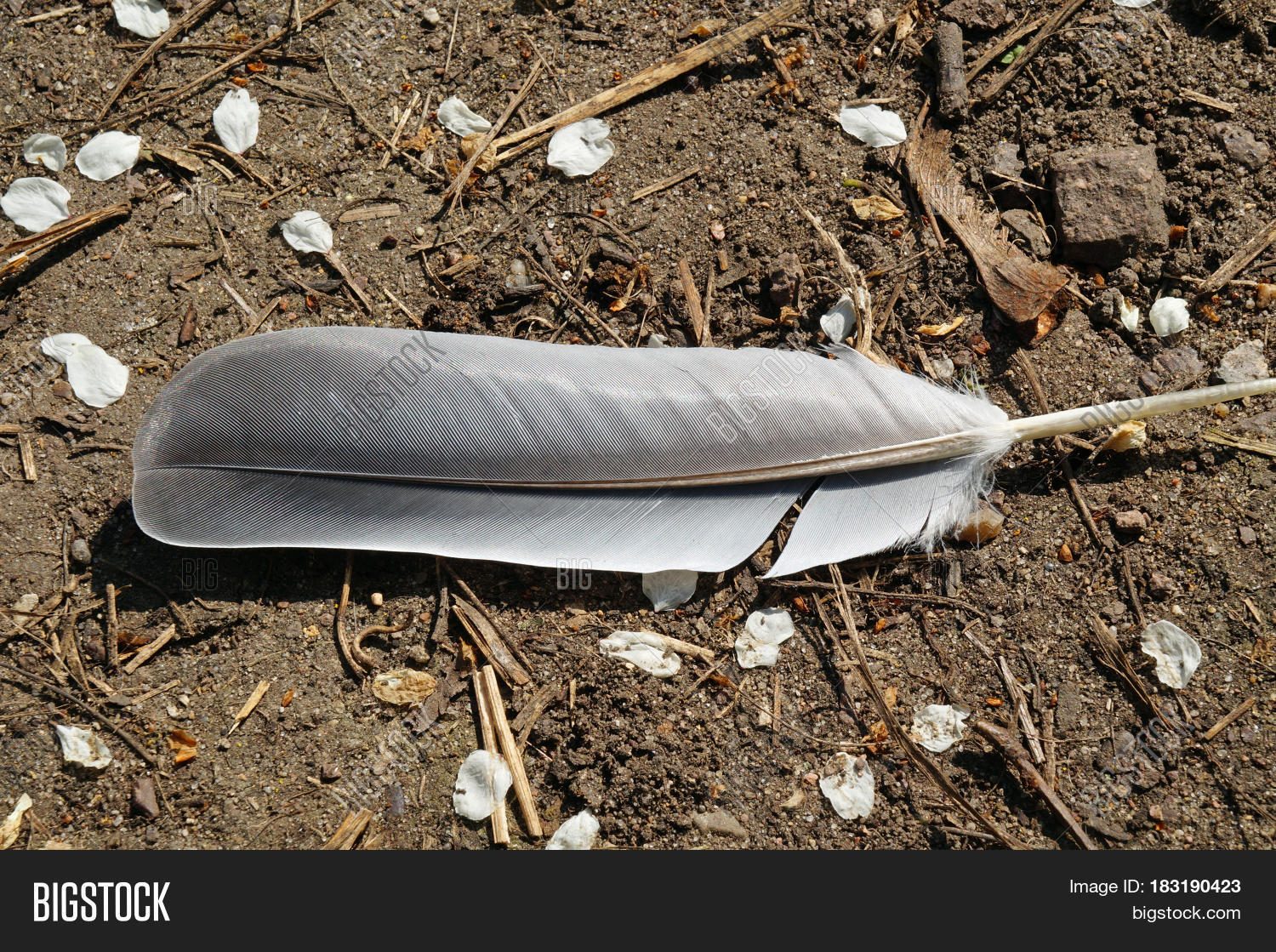 the picture shows a lost feather on the ground Stock Photo & Stock ...