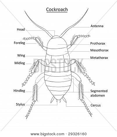 Cockroach Anatomy- Line Art Labels Vector & Photo | Bigstock